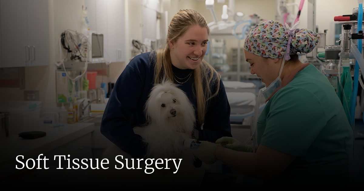 Veterinary Soft Tissue Surgery | Orange County, VSSOC