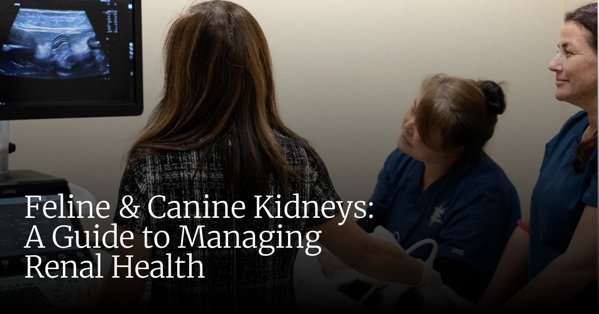 Feline & Canine Kidneys: A Guide to Managing Renal Health
